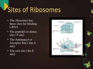 ribosomes seminar preparation - copy | PPTX