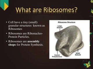 ribosomes seminar preparation - copy | PPTX