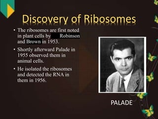 ribosomes seminar preparation - copy | PPTX