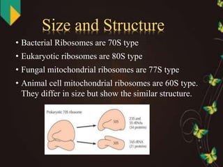 ribosomes seminar preparation - copy | PPTX