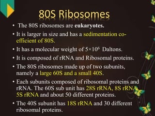 ribosomes seminar preparation - copy | PPTX