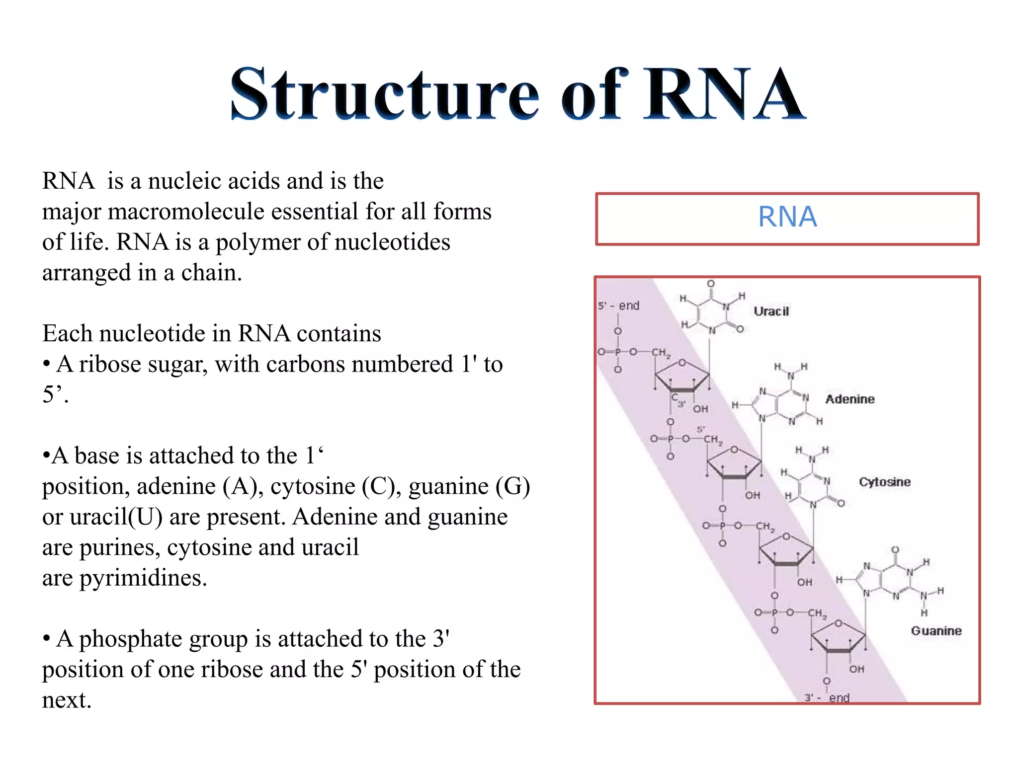RNA As molecule of LIFE | PPT