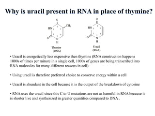 RNA As molecule of LIFE | PPT