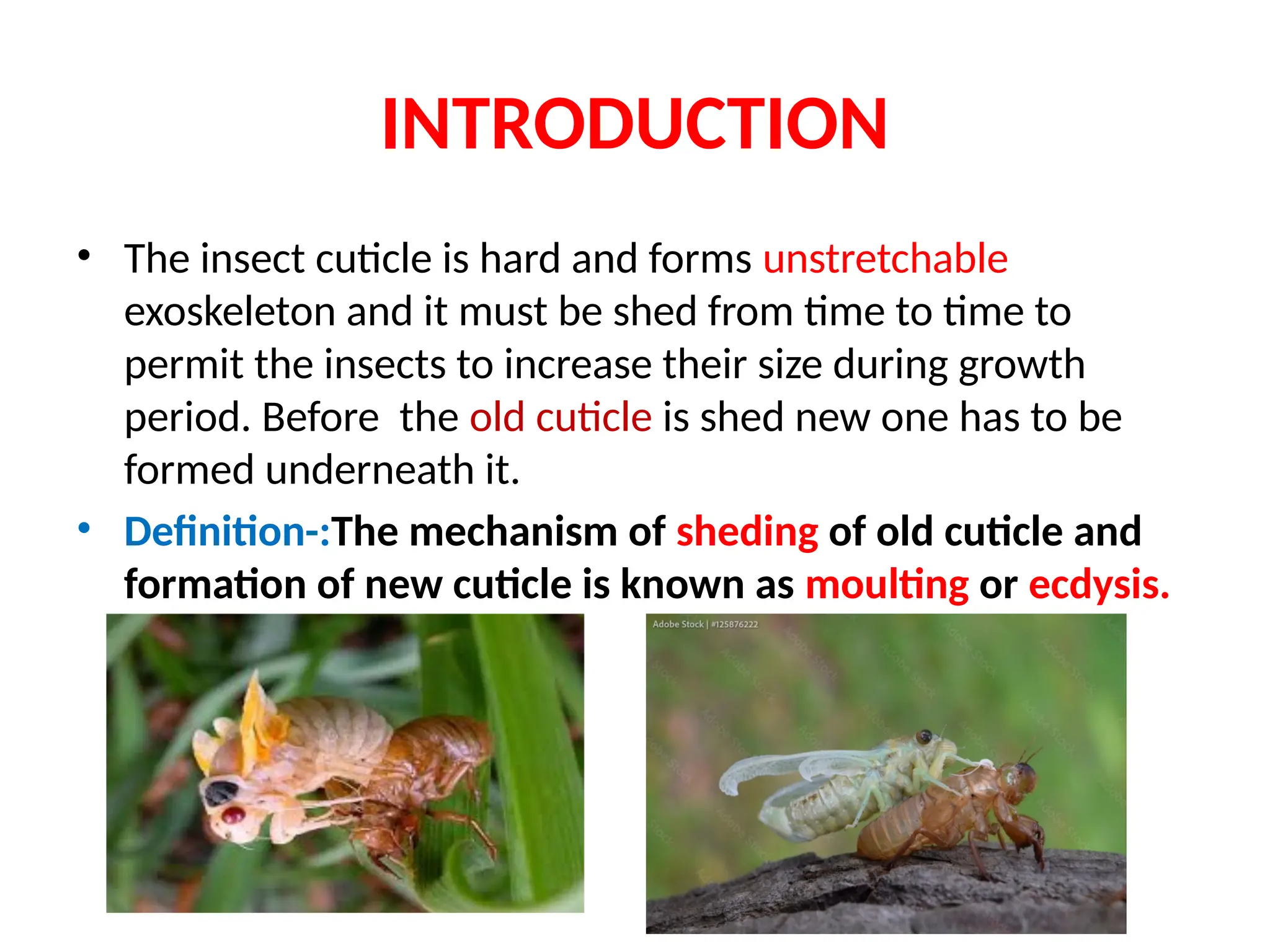 Nandkishor Baghel Insect Moulting ento.ppt.pptx
