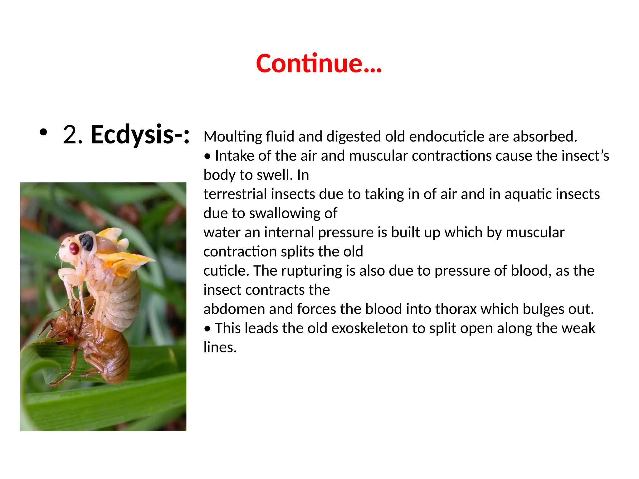 Nandkishor Baghel Insect Moulting ento.ppt.pptx