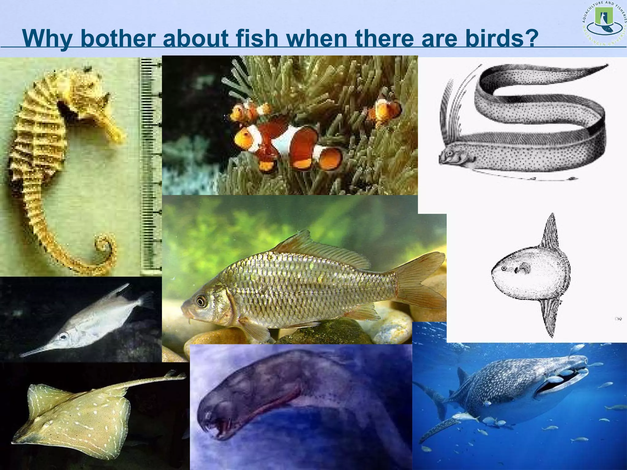 Understanding biology from natural history: Lake Tana and its fishes | PPT