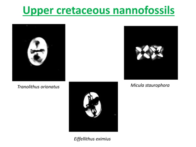 Nannofossils- Swapnil.pptx