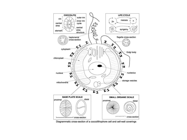 Nannofossils- Swapnil.pptx