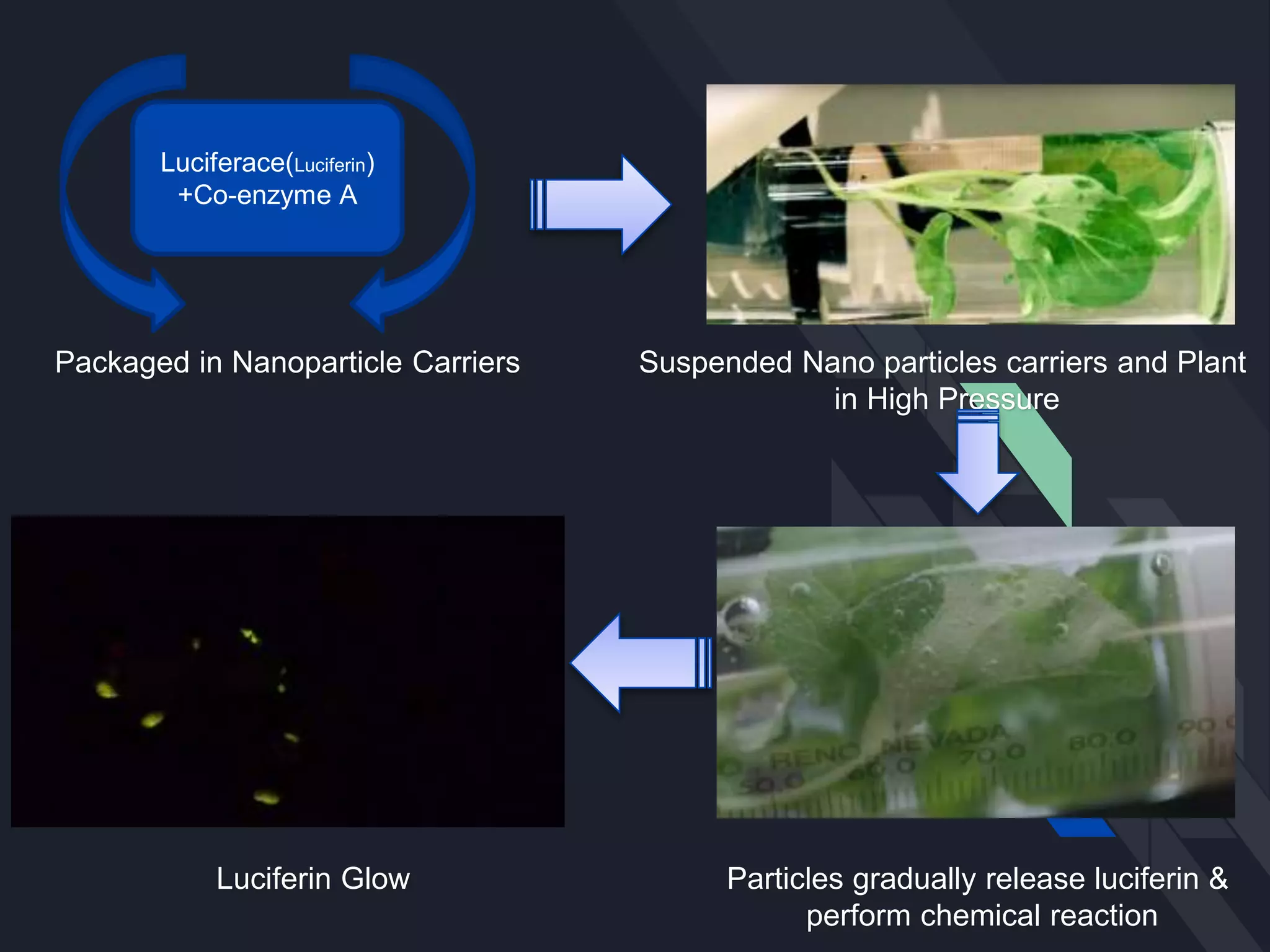 Nanobionic light emitting plant | PPT