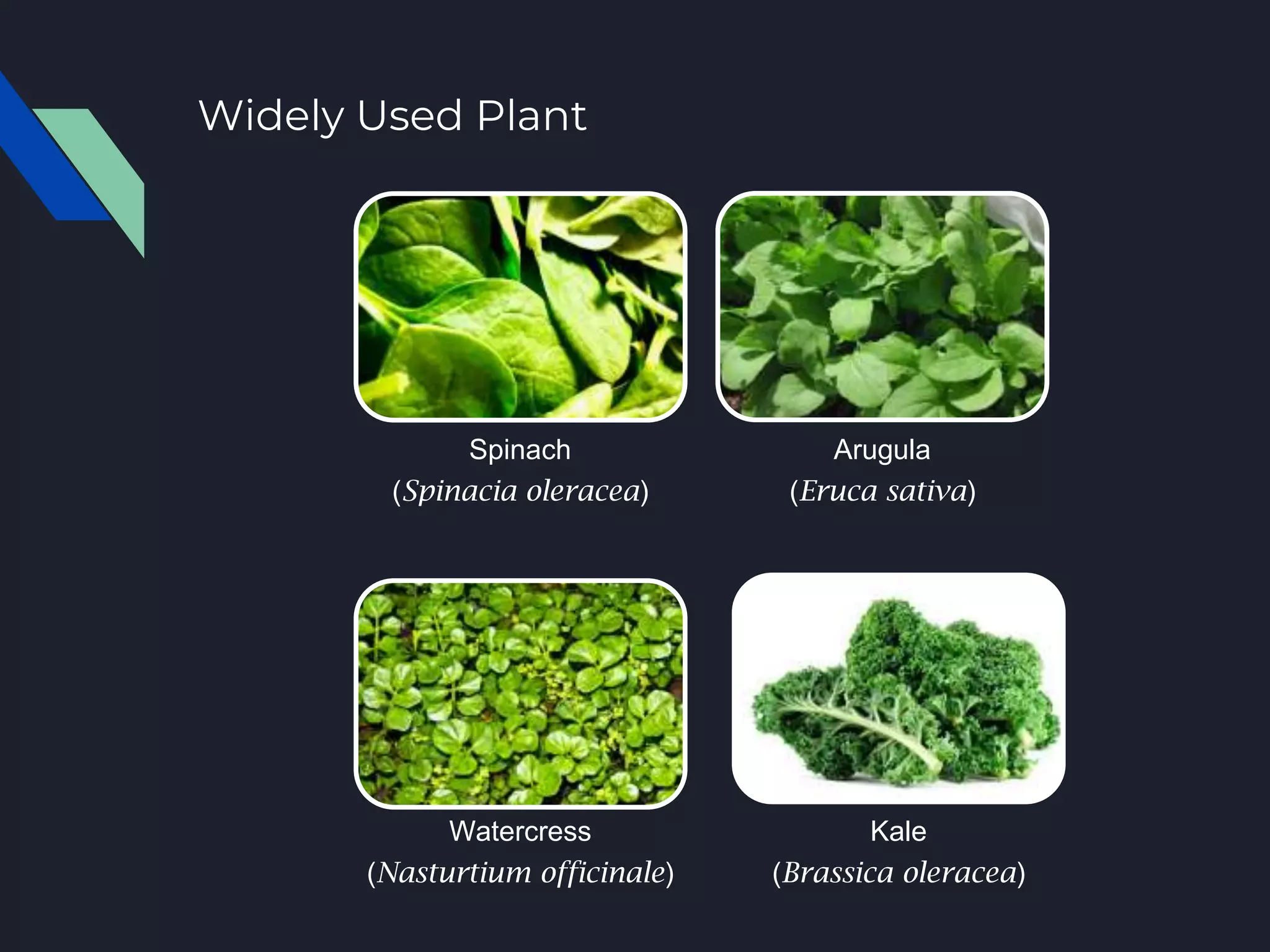 Nanobionic light emitting plant | PPT