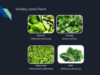 Nanobionic light emitting plant | PPTX