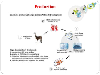 single chain fragment variable antibody(ScFv) | PPTX