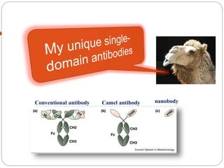 single chain fragment variable antibody(ScFv) | PPTX