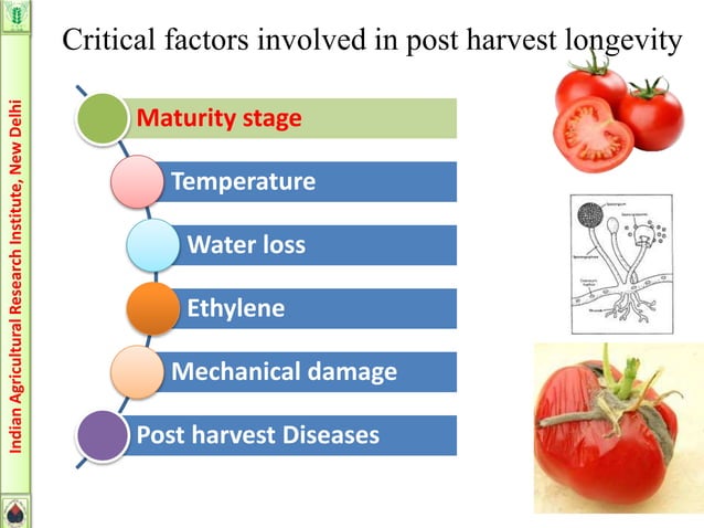 Nano edible coating of fruits and vegetables | PPTX | Gardening | Home ...
