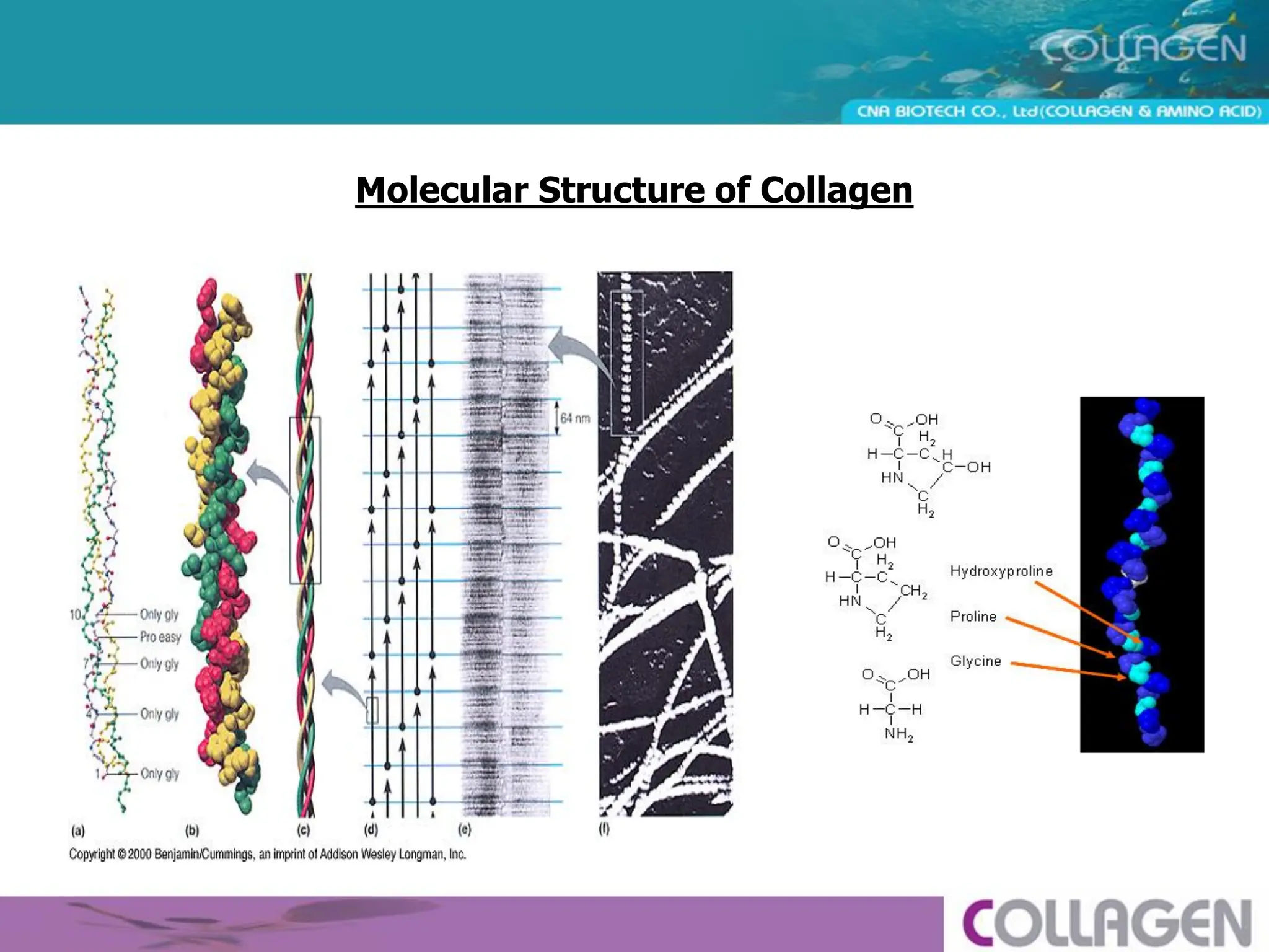 collagen nano presentation for human health | PDF