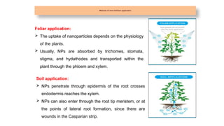 Nano fertilizers: A Revolutionary Approach to Sustainable Agriculture.pptx