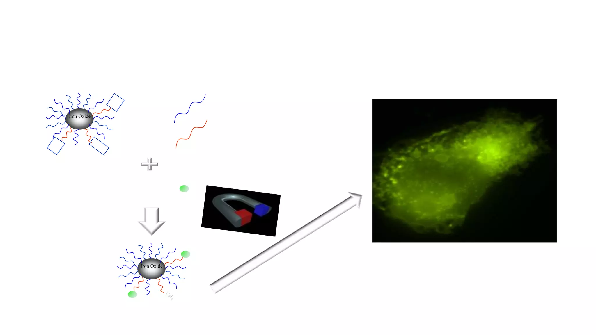 superparamagnetism and its biological applications | PPTX