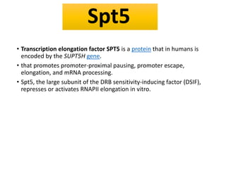 Role of Spt5 in transcriptional regulation of Toxoplasma gondii | PPTX ...