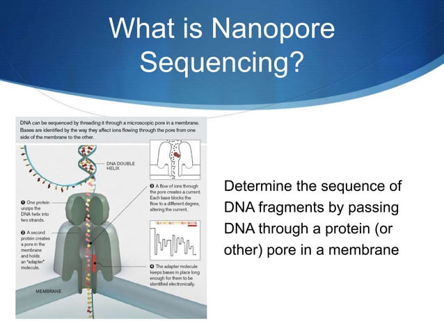 Nanopore-NERSC-Data-Day-Presentation.pptx | Genetics | Science