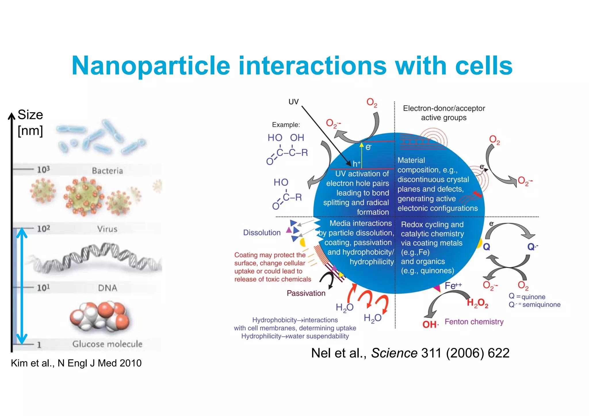 Safety of Nanomaterials | PDF