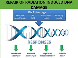Radiation basics and radiation damage | PPTX