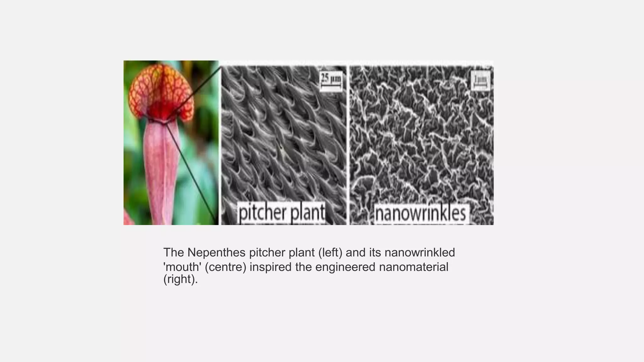 Biomimetics Nanoscience and technology ppt | PPTX