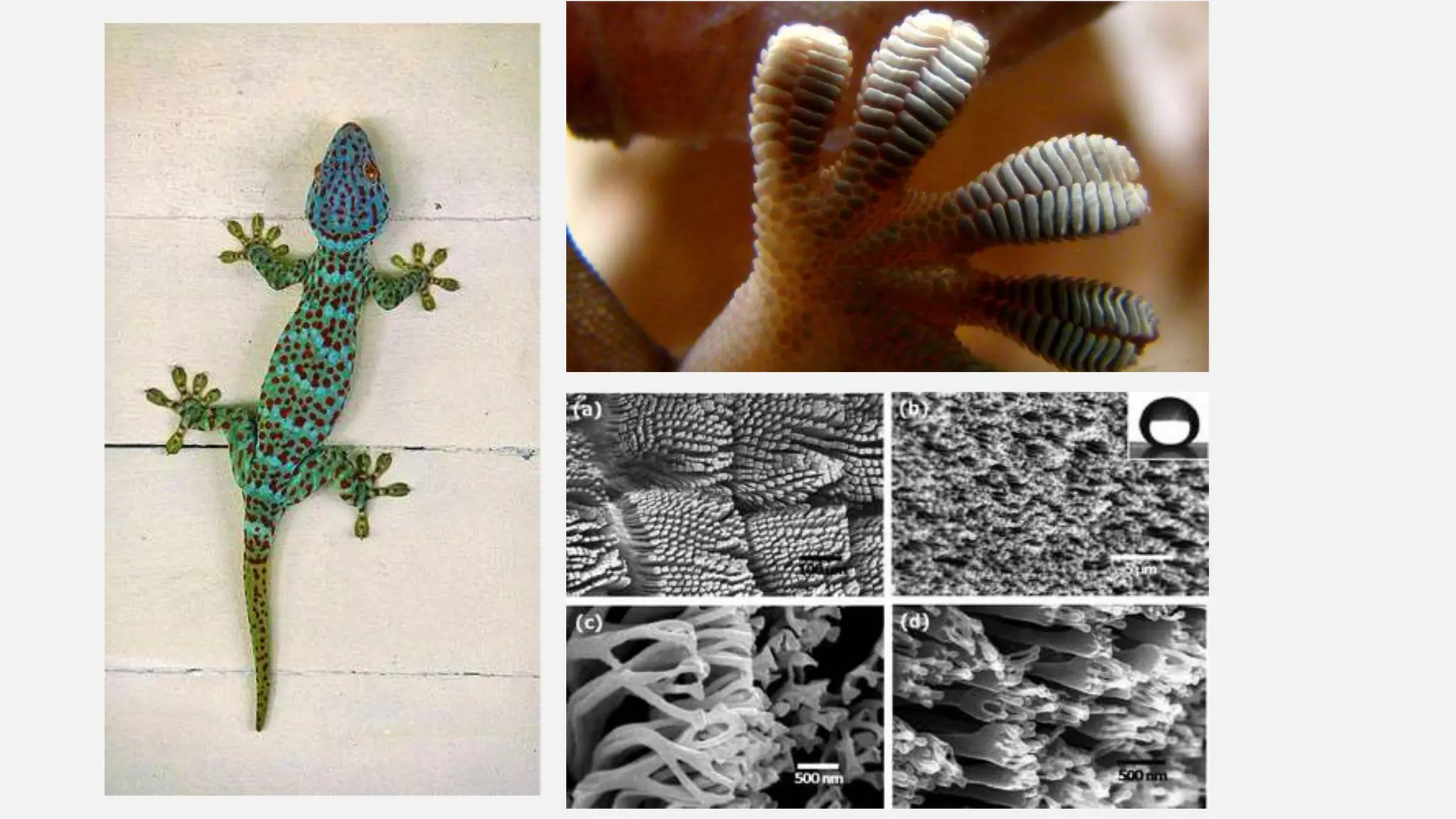 Biomimetics Nanoscience and technology ppt | PPTX