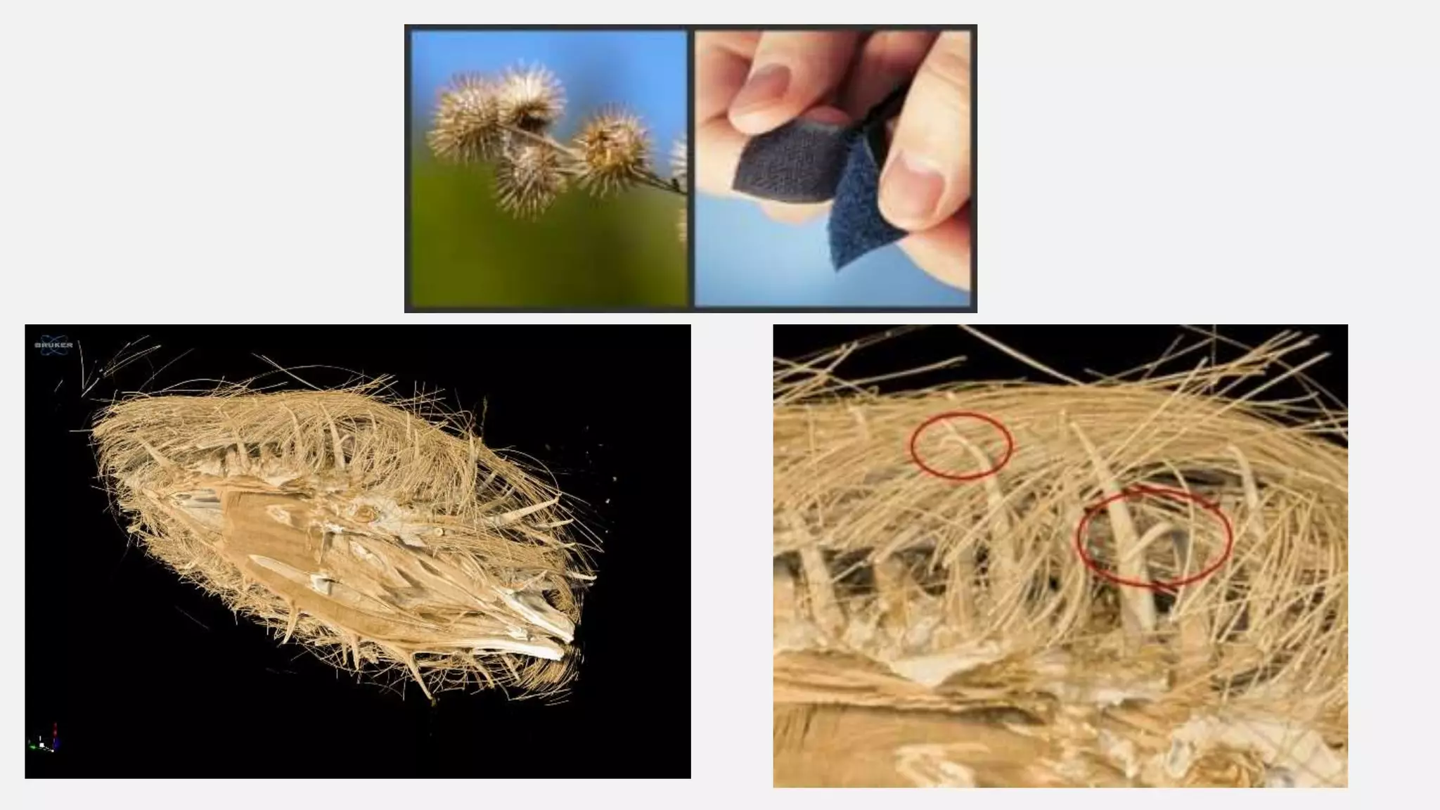 Biomimetics Nanoscience and technology ppt | PPTX
