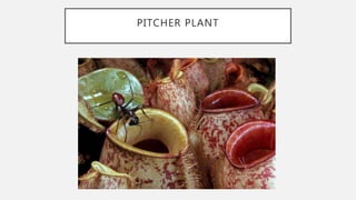 Biomimetics Nanoscience and technology ppt | PPTX