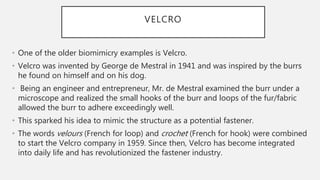 Biomimetics Nanoscience and technology ppt | PPTX