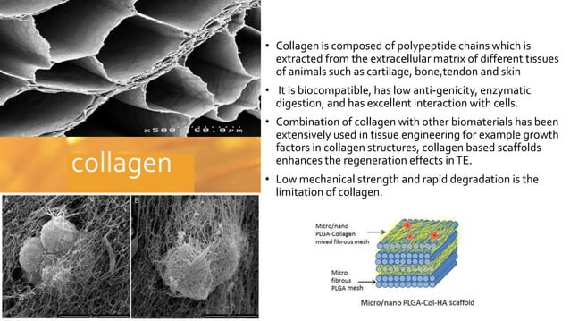 biocompatibility of biopolymers and their sterilisation techniques. | PPT
