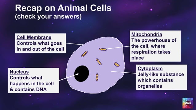 Nano Simbox Respiration | PPT