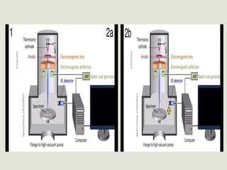 electron scattering,SEM,TEM,tunnel effect and lenses | PPT