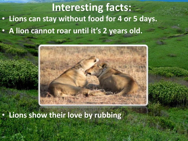 Lions | PPT