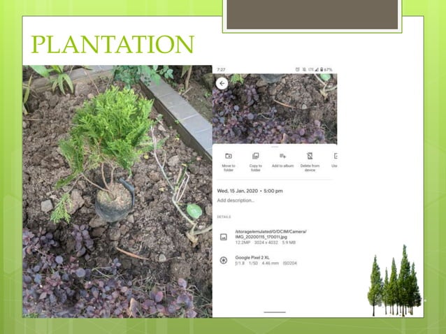 AFFORESTATION AND NATIONAL AFFORESTATION PROGRAMME AND ACT - 2016 ...