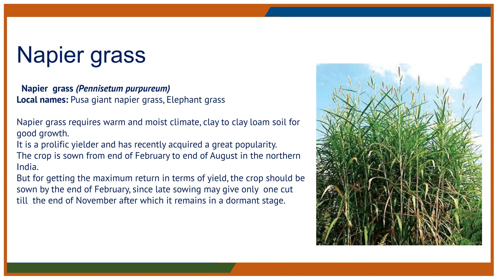 NAPIER GRASS as raw material for production of Bio-CNG & Center Pivot ...