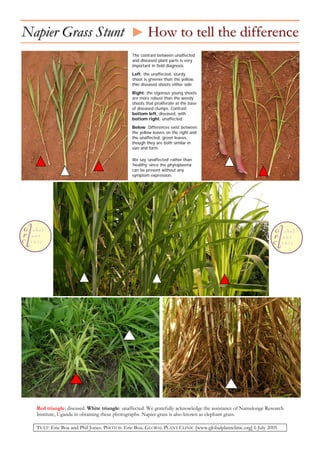 Napier grass stunt: how to tell the difference | PDF
