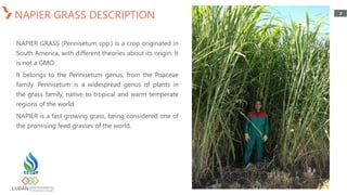 We Formed and development Napier Grass to Energy.pdf