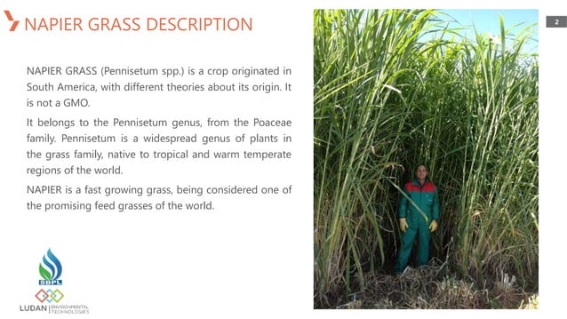 We Formed and development Napier Grass to Energy.pdf | Agriculture ...