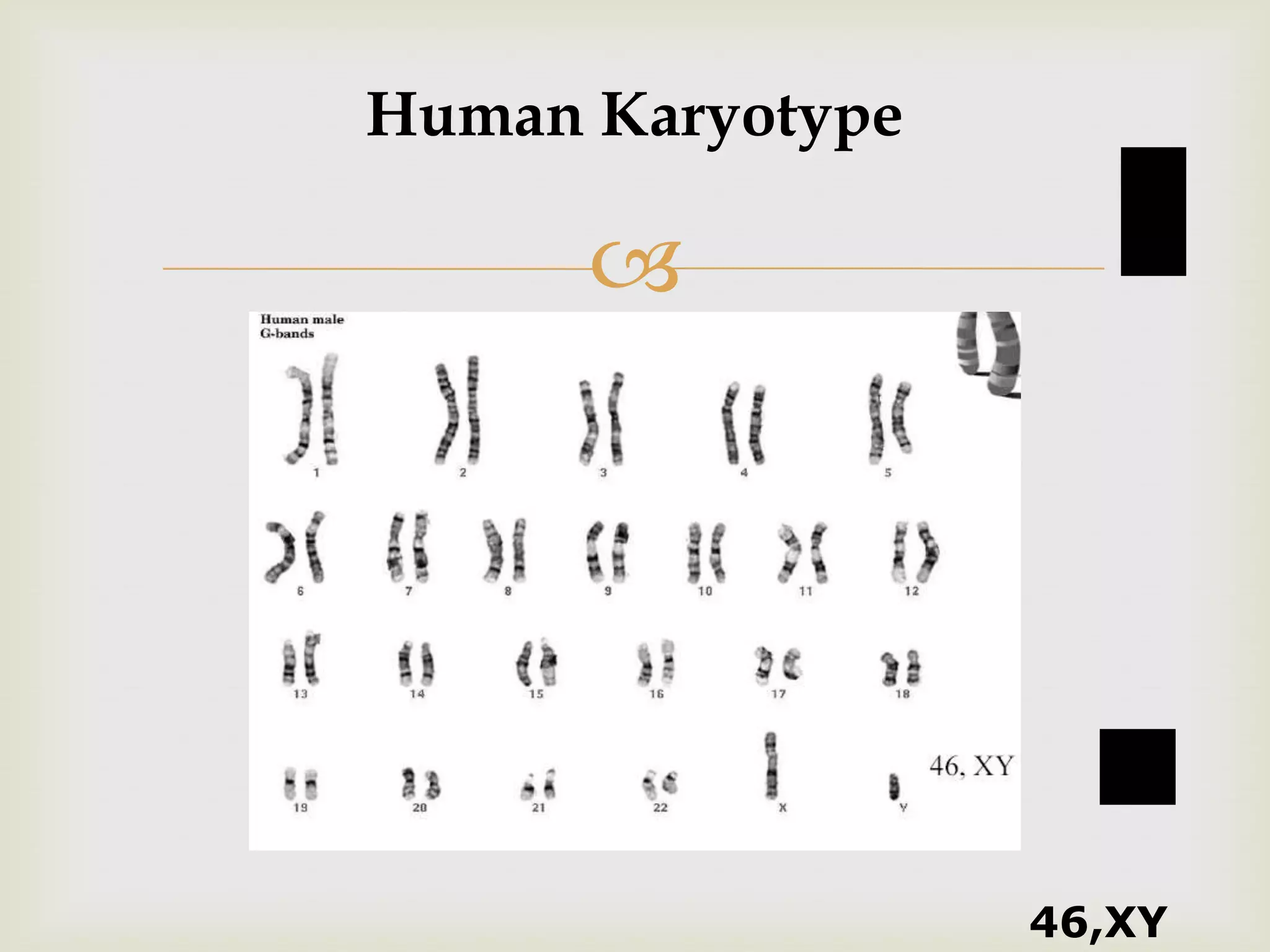 KARYOTYPING | PPTX