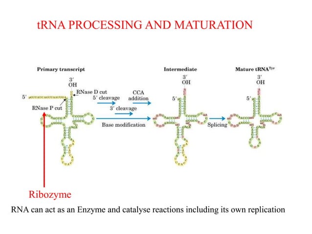 post transcriptional modifications | PPTX | Programming Languages ...