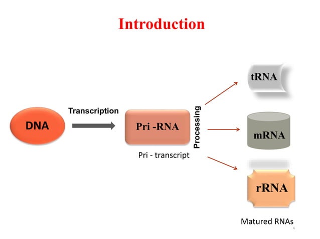 post transcriptional modifications | PPTX | Programming Languages ...