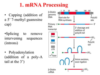 post transcriptional modifications | PPTX