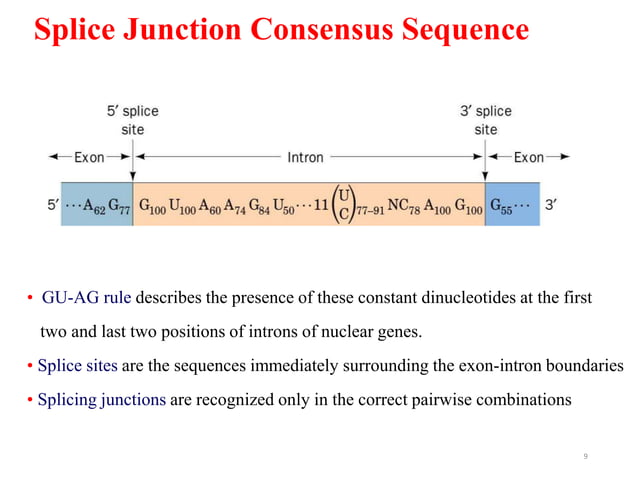 Post Transcriptional Modifications Pptx Programming Languages Computing