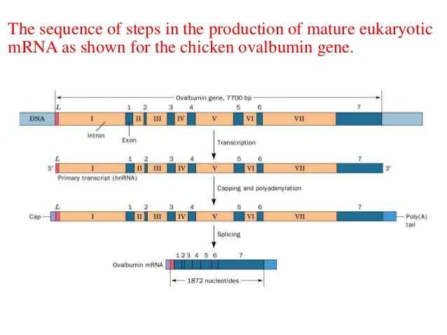 post transcriptional modifications