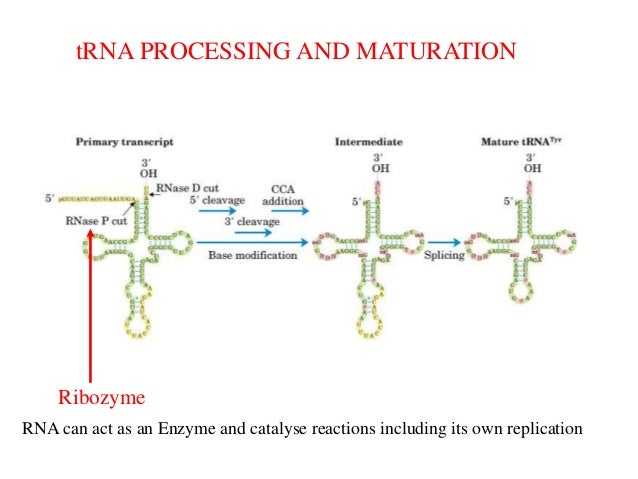 post transcriptional modifications