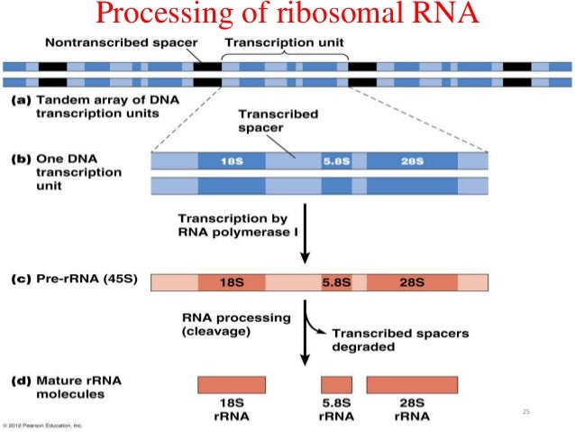 post transcriptional modifications