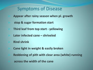 RED ROT OF SUGARCAE | PPTX