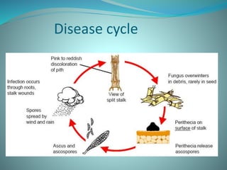 RED ROT OF SUGARCAE | PPT