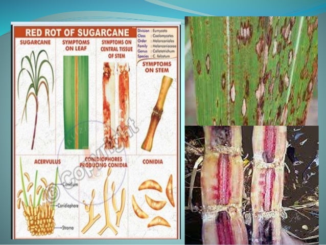 RED ROT, SUGAR CANE - INDIA: (PUNJAB)